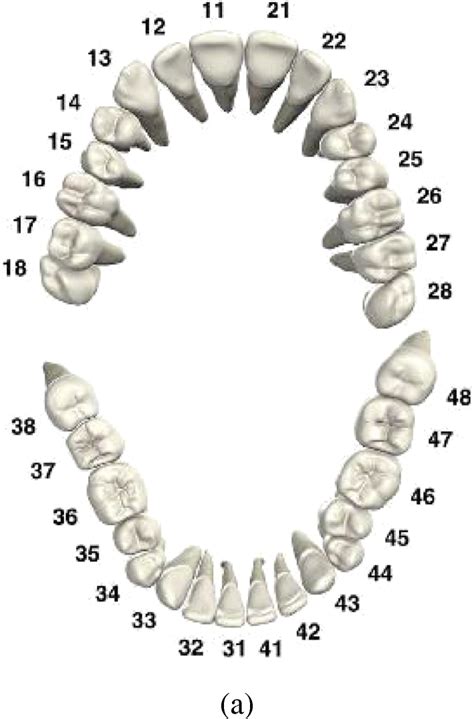 Iso Tooth Numbering Chart Errata Radiographics