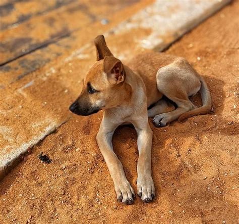 Simple ව්‍යායාමය සඳහා යන ඇවිදින මංතීරුවක හෝ පන්සලක පල්ලියක බොහෝ පොදු ස්ථාන වල නිදැල්ලේ