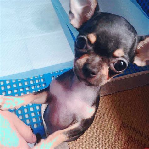 萌物 萌宠 狗狗 吉娃娃 萌 大眼睛 大耳朵 … 高清图片，堆糖，美图壁纸兴趣社区