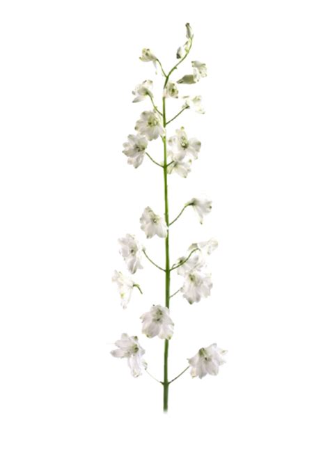 Delphinium Floral Chain Group