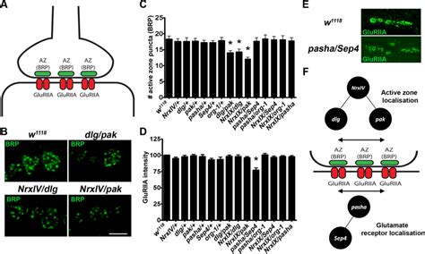 Different Genetic Interactions Effect Distinct Synaptic Defects