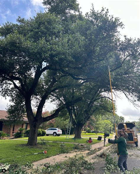Oak Tree Trimming Project In Austin TX A Success Story By Wilder Tree Company