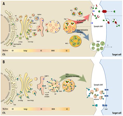 Cytotoxic T Cells Activation