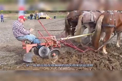 为什么骡子没有生育能力？看看马和驴做了什么事，看完你就懂了！马和生育能力骡子