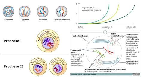 Cytoplasm Functions Structure Definition And Diagram Biology Notes Online