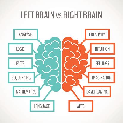 Left Side Of Brain