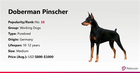 How Big Are Doberman Pinschers