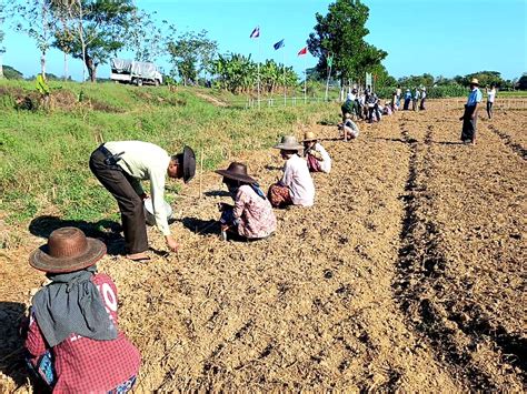 သာပေါင်းမြို့နယ်၊ အောင်တပ် ကျေးရွာအုပ်စုတွင် ၂၀၂၃ ၂၀၂၄ ခုနှစ်၊ လိုင်းအလိုက် Strip Cropping သီးန