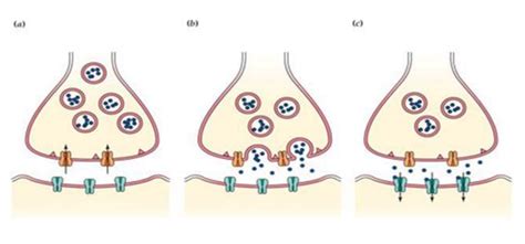 Diagram Of Synapse Quizlet