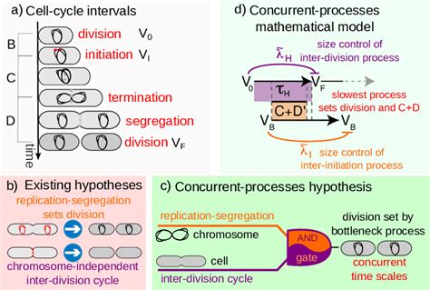 The Concurrent Processes Hypothesis A Explanation Of The