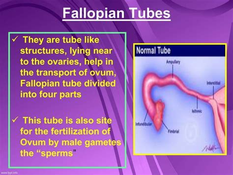 Embriology Of Human Ppt Pregnancy Reproductive Health