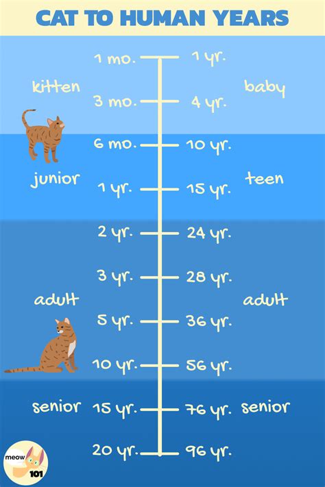 Cats Years To Human Years Chart Ijcdf