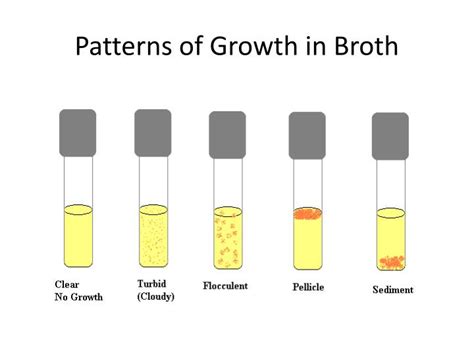 Broth Growth Patterns At Charles Cameron Blog