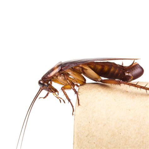 Is One Cockroach A Problem A Go Green Pest Control Blog