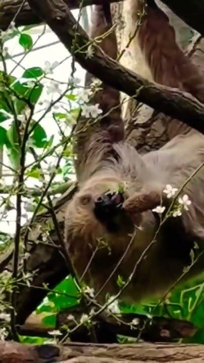 Lenochodi Jsou Nejlepší 🤌 Youtube