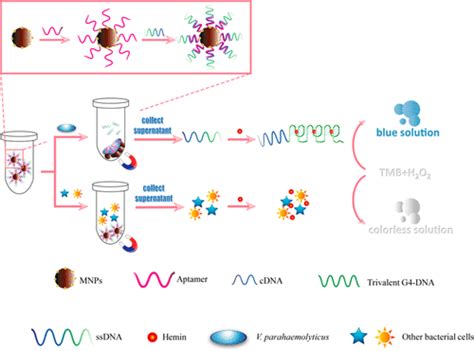 Colorimetric Aptasensor Based On Truncated Aptamer And Trivalent Dnazyme For Vibrio
