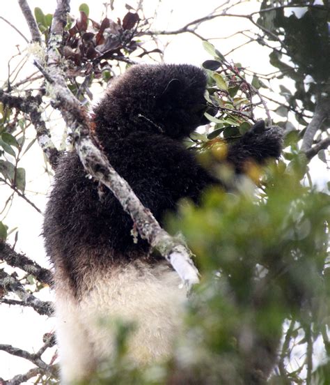 Propithecus Edwardsi Milne Edwards Sifaka — Coke Smith Wildlife