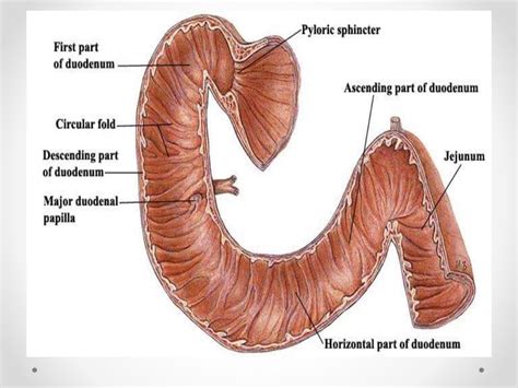Duodenum And Duodenal Diverticulum