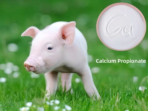 How To Properly Use The Feed Preservative Calcium Propionate Feiyang Foodtech Co Ltd