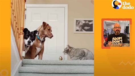 Jackson Galaxy Explains Seemingly Weird Cat Behavior