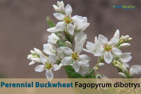 Health Benefits Of Perennial Buckwheat Health Benefits
