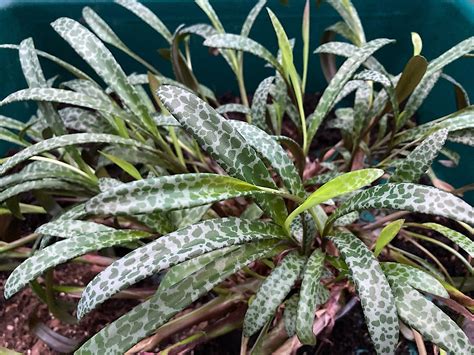 Silver Quill Succulent Care Silver Squill Leopard Lily South African