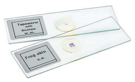 Microscope Slide Set Algae Beginner Set Of 6 Slides — Eisco Labs