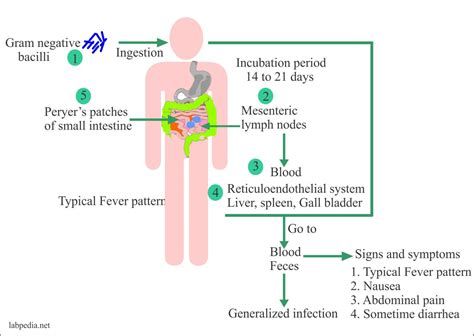 Enteric Fever Part 3 Typhoid Enteric Fever Diagnosis Widal Test