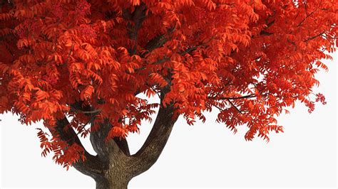Red Push Pistache 3d Model 39 3ds Blend C4d Fbx Max Ma Lxo