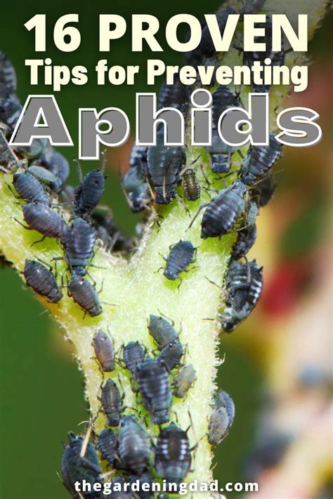 16 Proven Ways To Get Rid Of Aphids 2023 Artofit