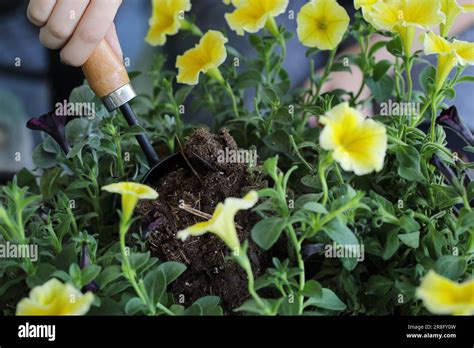 Hand Of Young Woman Using Trowel To Plant A Hanging Basket Or Pot Of