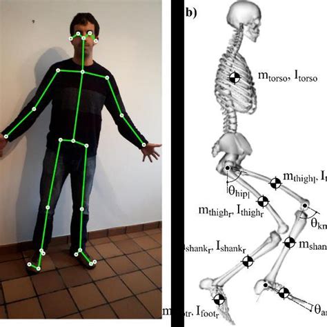 A Skeleton Of 25 Points Tracked By Openpose B Opensim Skeleton Download Scientific Diagram