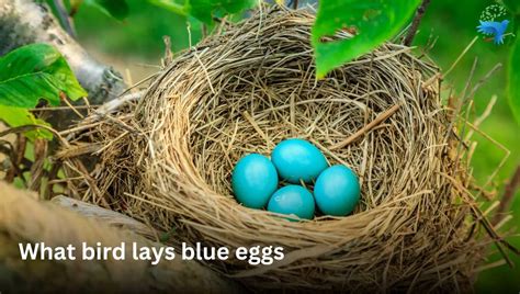 What Bird Lays Blue Eggs Description Facts Pictures