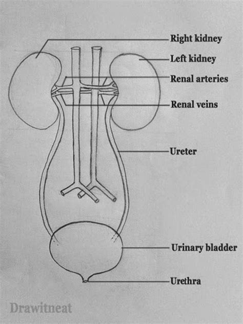Easy Nephron Diagram Class Nephron Diagram Unlabeled Diagram Resource Gallery Walker
