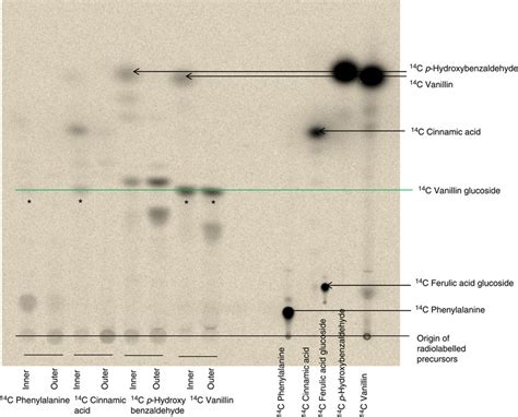 Thin Layer Chromatography Tlc Analysis Of The Radiolabelled Products My Xxx Hot Girl