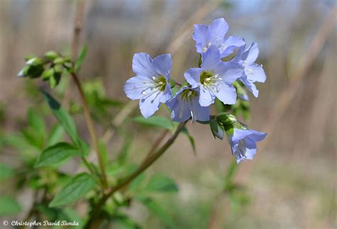 Jacobs Ladder