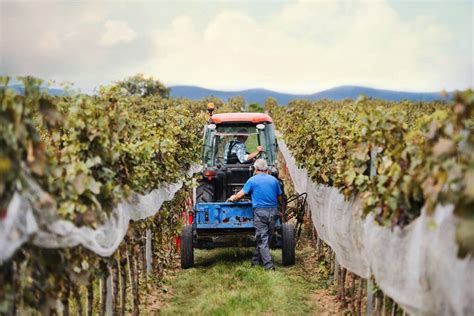 Understanding The Ins And Outs Of ‘wine Harvest Season Lake Chelan