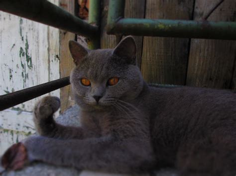 When The Catnip Is Just Right Imgur