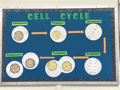 Mitosis The Game
