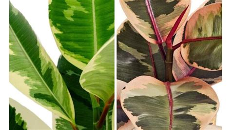 Pink Rubber Plant Care Guide Ficus Elastica Ruby