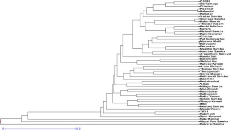 Dendrogram Based On Simple Sequence Repeat Ssr Markers Tightly Linked Download Scientific