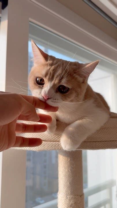 햇살맞으며 평화로운 아침을 냥이와함께 Youtube