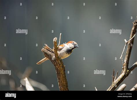 Cartoon Cute House Vector Wildlife Hi Res Stock Photography And Images
