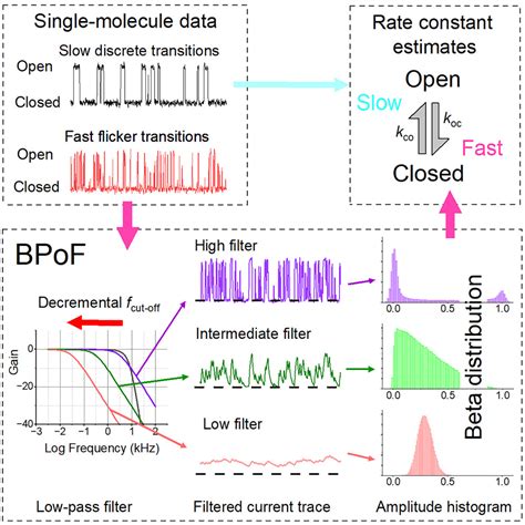 Resolving Protein Conformational Kinetics From Single Molecule Fast Flicker Data Cell Reports