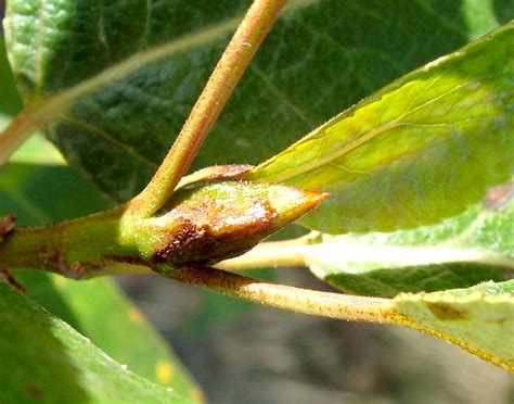 Black Cottonwood Populus Balsamifera Ssp Trichocarpa A Photo On