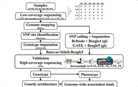 Pipeline For The Analysis Of Low Coverage Sequence Data And Genetic