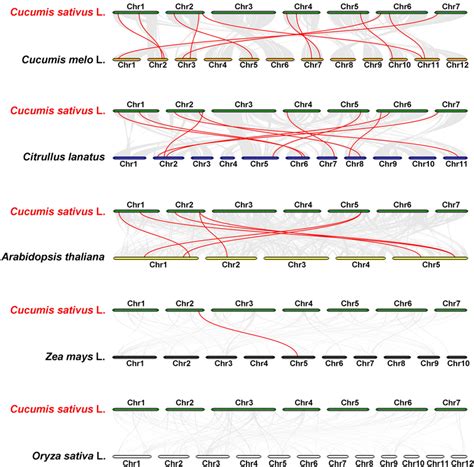 Comparative Genome Collinearity Analyses Of Col Genes Between Cucumber