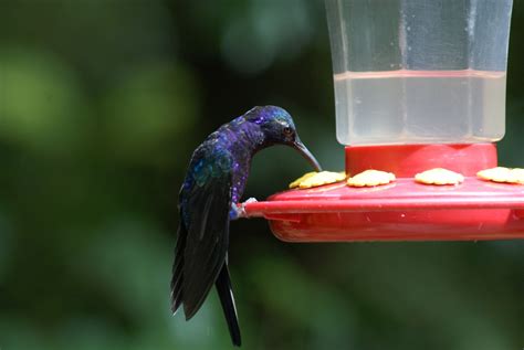 Ml635400091 Violet Sabrewing Macaulay Library