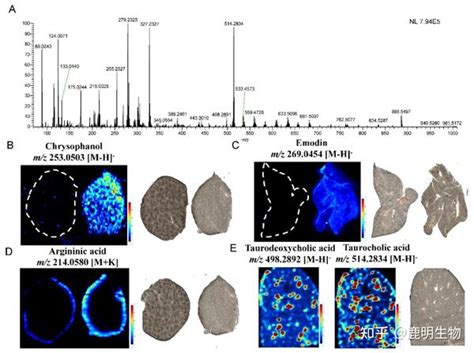 空间代谢组整合网络毒理学和质谱成像探究何首乌d组分肝毒性机制 知乎
