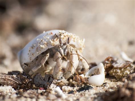 Crustacean Shells Being Used To Make Solar Cells Orogold Reviews Oro Gold School